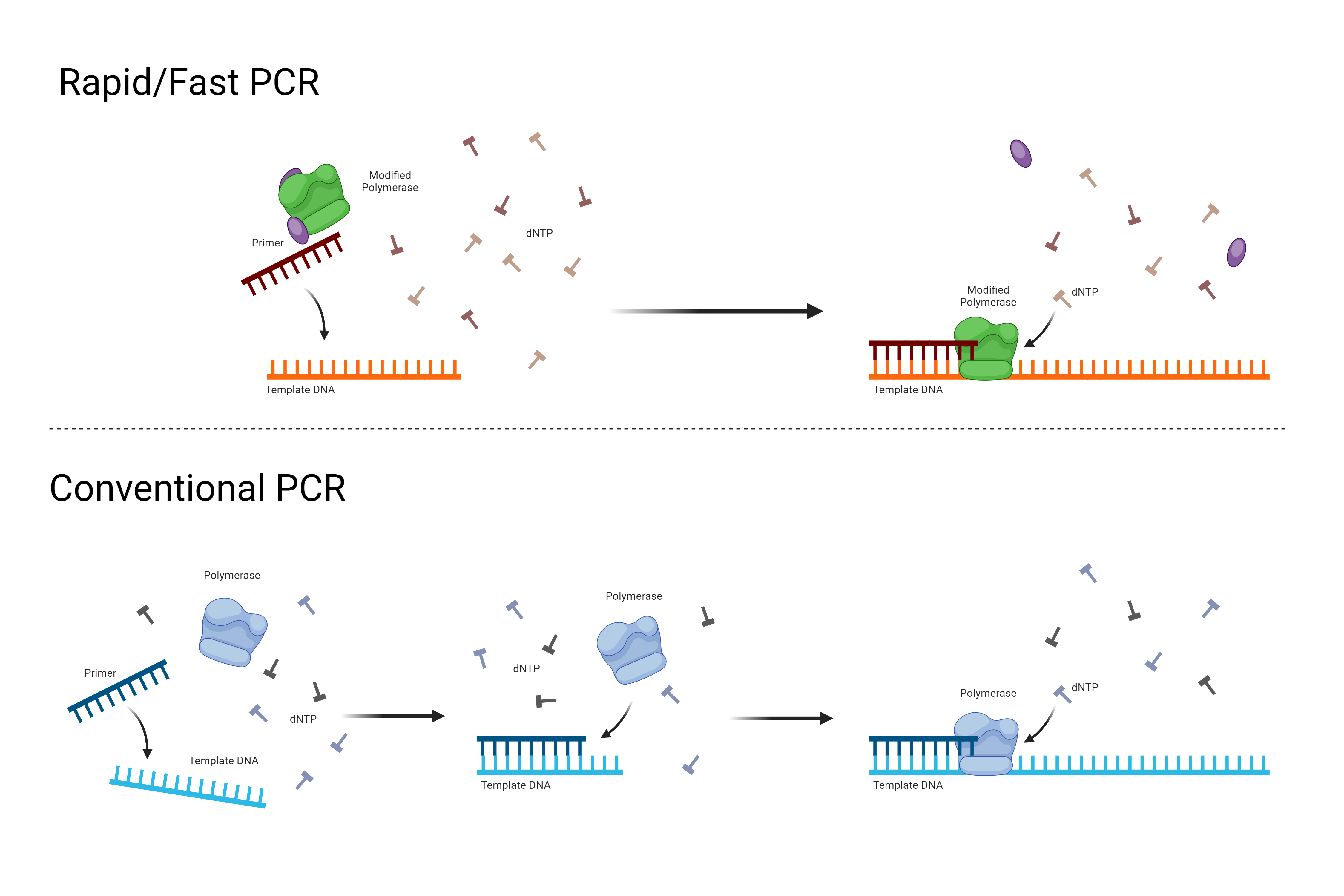 Principles of 'Fast' PCR | AAT Bioquest